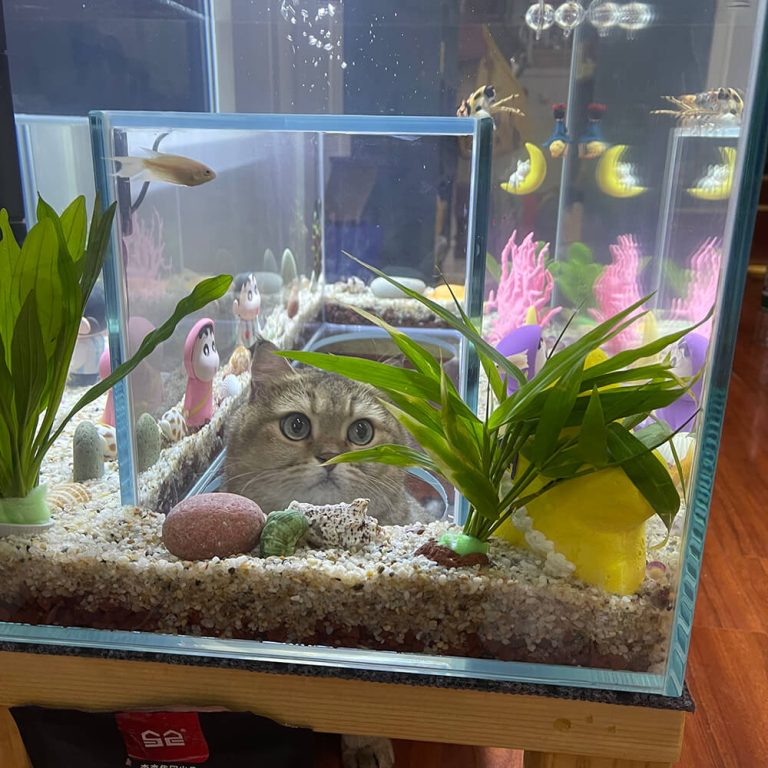 Custom Cat Aquarium - Aquarium Exclusive to Cats - Custom Cat Aquarium