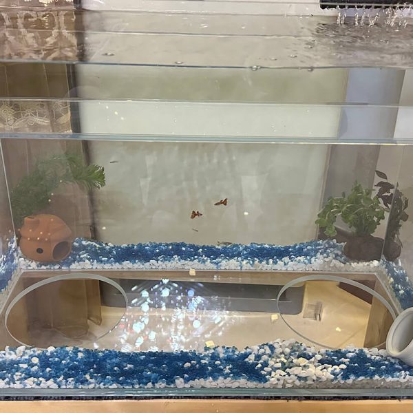 Custom Cat Aquarium - Aquarium Exclusive to Cats - Custom Cat Aquarium