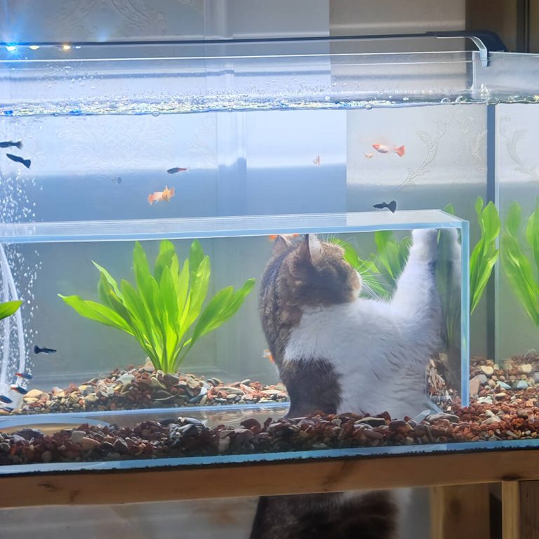 Custom Cat Aquarium - Aquarium Exclusive to Cats - Custom Cat Aquarium