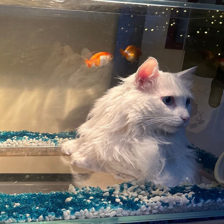Custom Cat Aquarium - Aquarium Exclusive to Cats - Custom Cat Aquarium