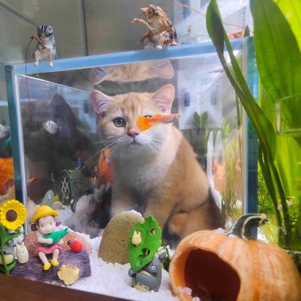 Custom Cat Aquarium - Aquarium Exclusive to Cats - Custom Cat Aquarium