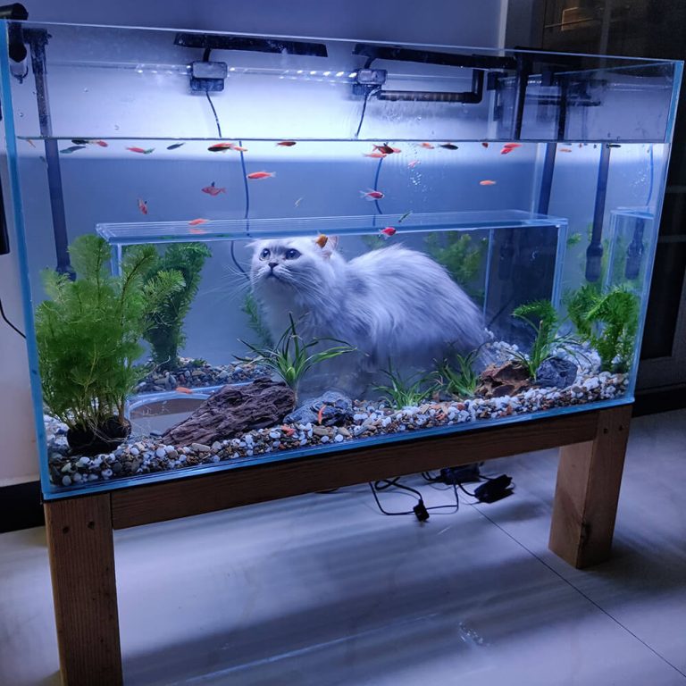 Custom Cat Aquarium - Aquarium Exclusive to Cats - Custom Cat Aquarium