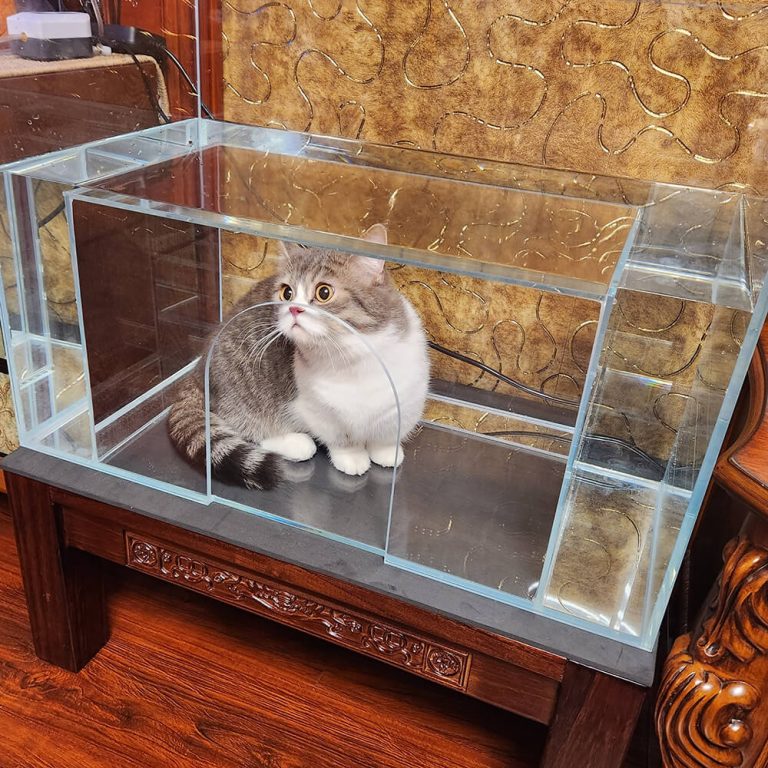 Custom Cat Aquarium - Aquarium Exclusive to Cats - Custom Cat Aquarium