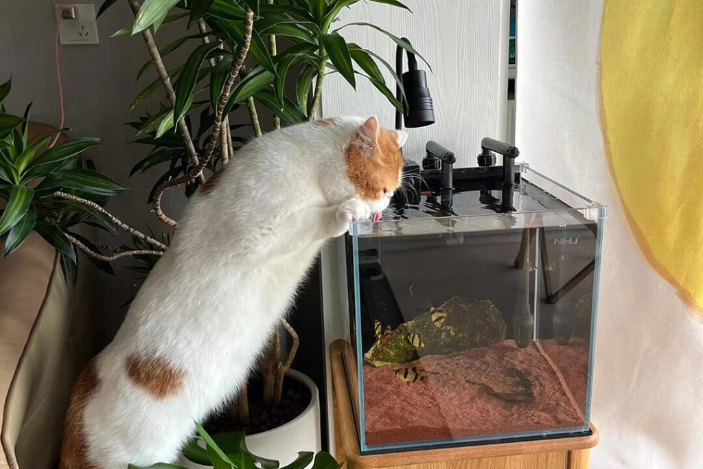 Can Cats Drink Fish Tank Water? - Custom Cat Aquarium